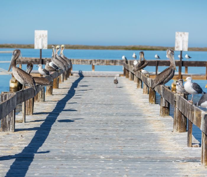 How does weather or climate affect the dock resurfacing process ...